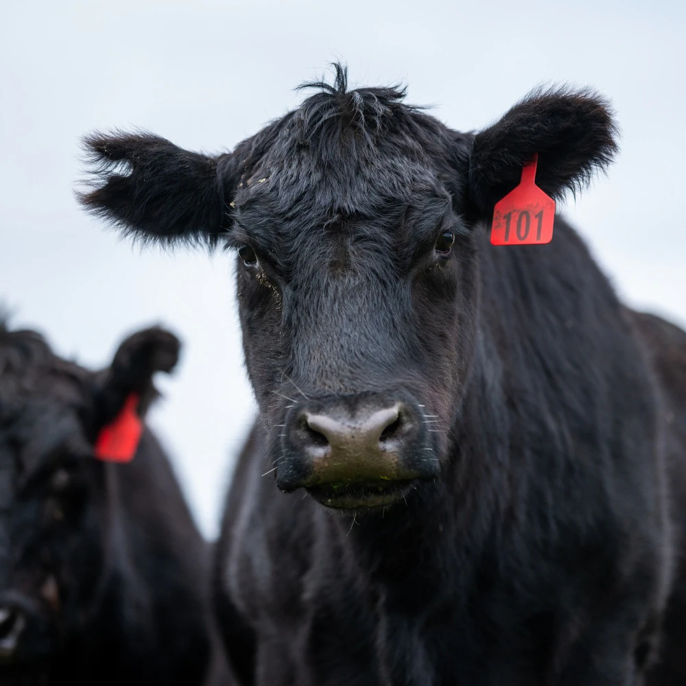Animal, Livestock & Vet Scales | Nuweigh