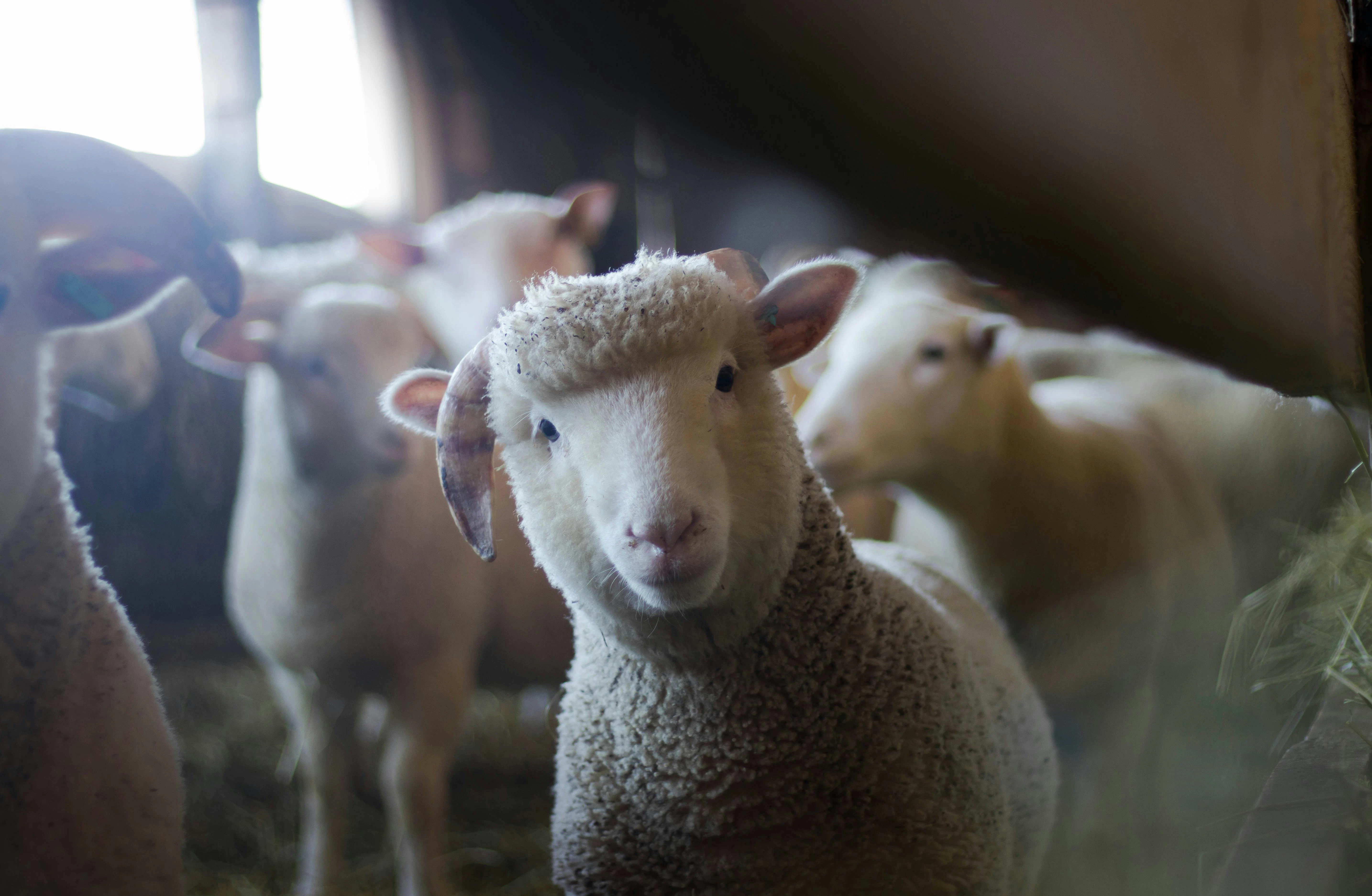 Sheep Scales | Heavy-duty & Accurate Scales | Nuweigh