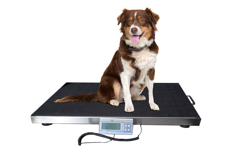 Animal, Livestock & Vet Scales | Nuweigh